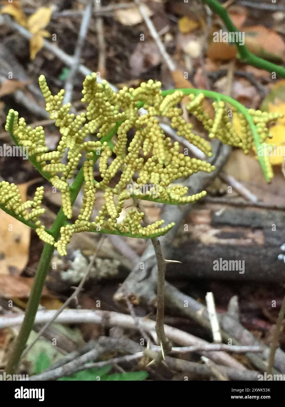 bronze fern (Sceptridium dissectum obliquum) Plantae Stock Photo - Alamy