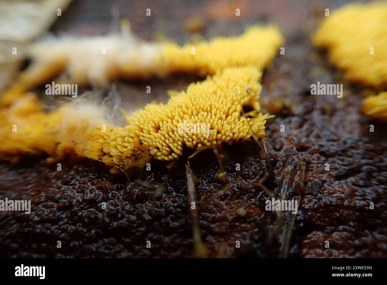 (Mucronella flava) Fungi Stock Photo - Alamy