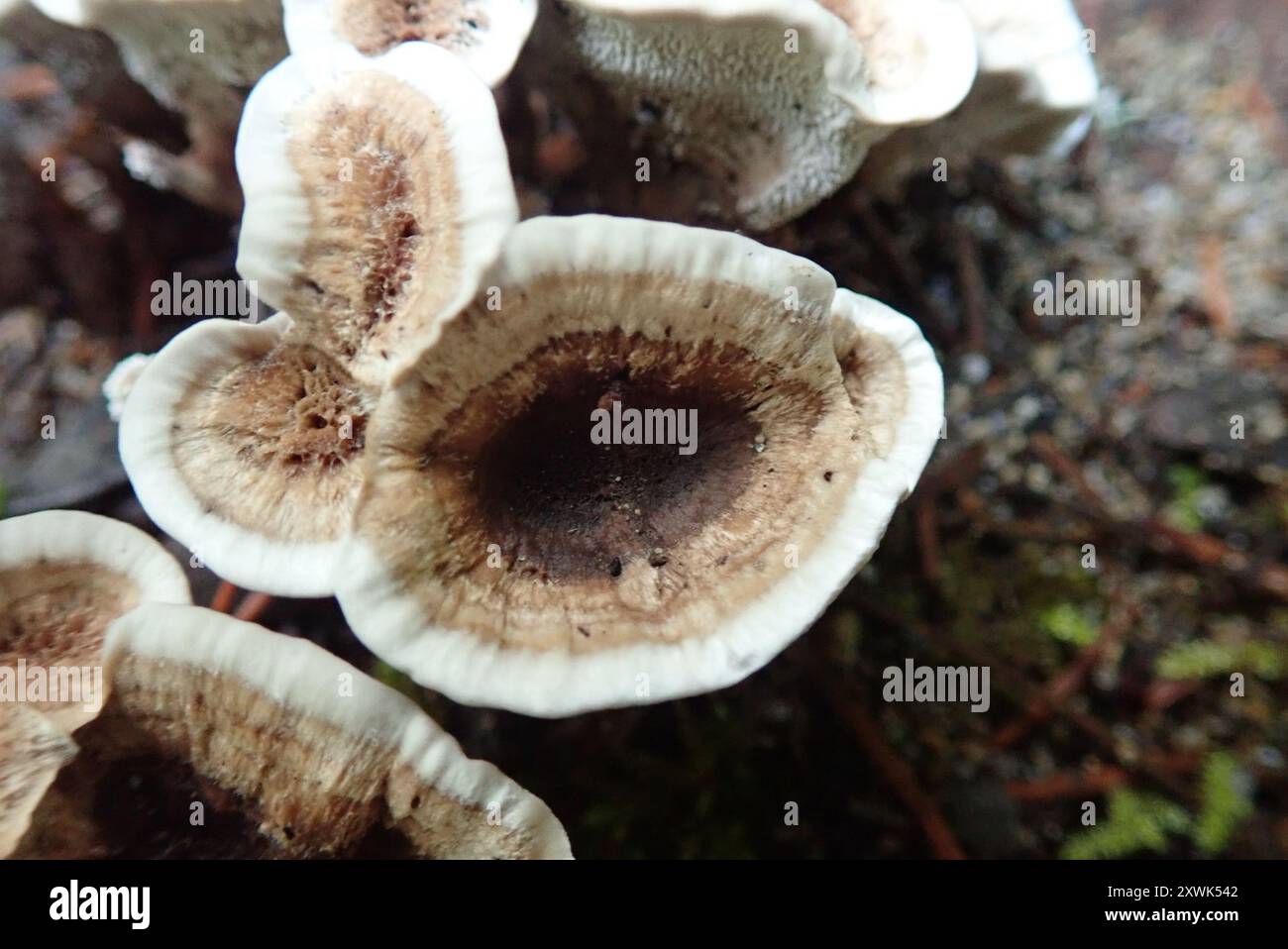 Woolly Tooth (Phellodon tomentosus) Fungi Stock Photo - Alamy