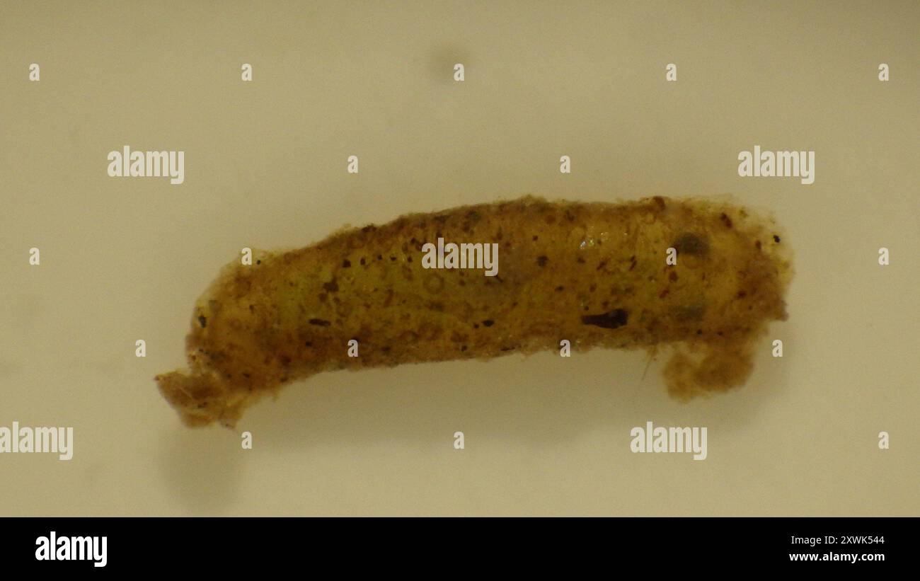 Microcaddisflies (Hydroptilidae) Insecta Stock Photo - Alamy