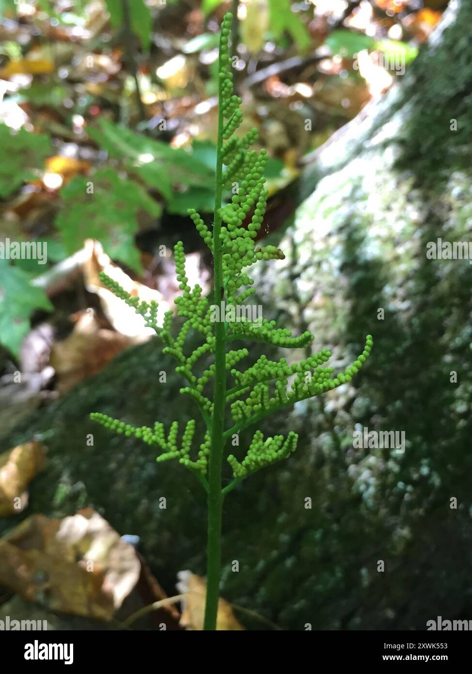 bronze fern (Sceptridium dissectum obliquum) Plantae Stock Photo - Alamy