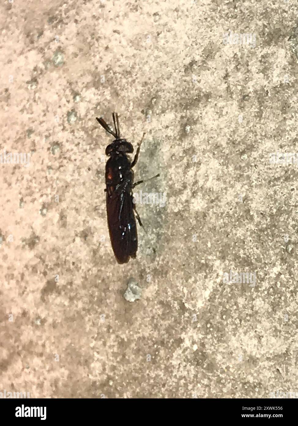 Black Soldier Fly (Hermetia illucens) Insecta Stock Photo - Alamy