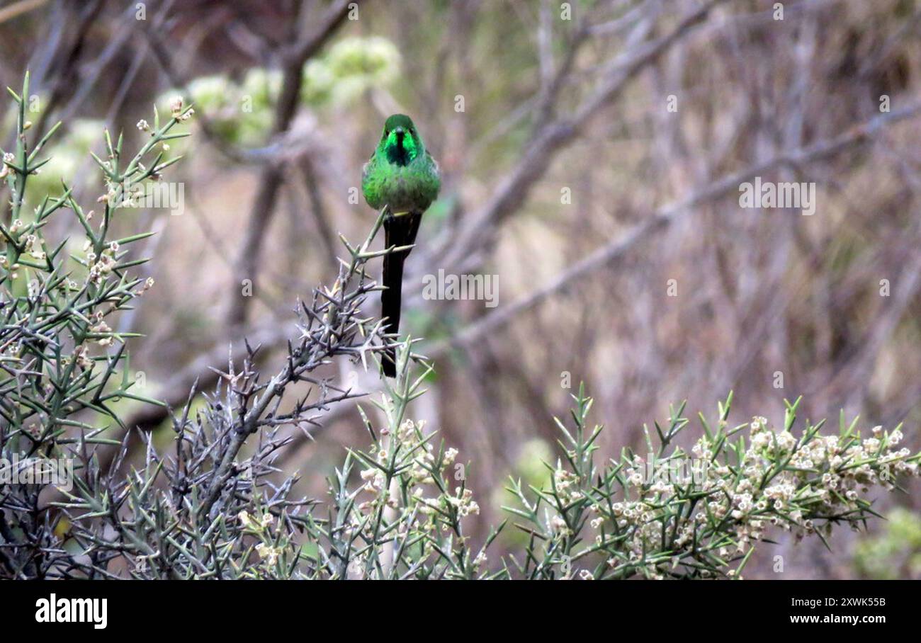 Red-tailed Comet (Sappho sparganurus) Aves Stock Photo - Alamy