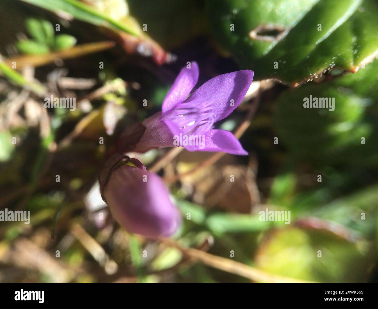 field gentian (Gentianella campestris) Plantae Stock Photo - Alamy