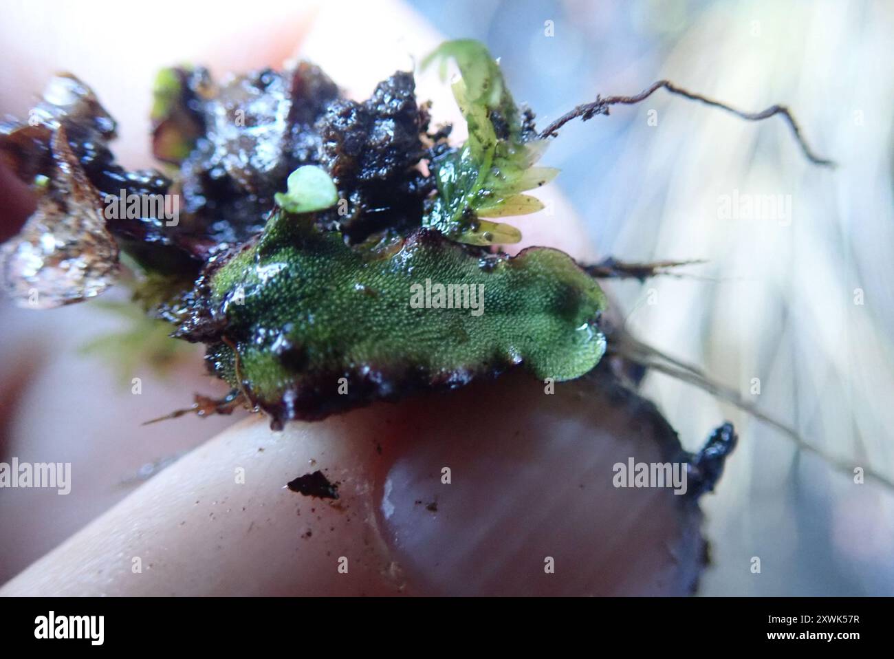 Narrow Mushroom-headed Liverwort (Marchantia quadrata) Plantae Stock ...
