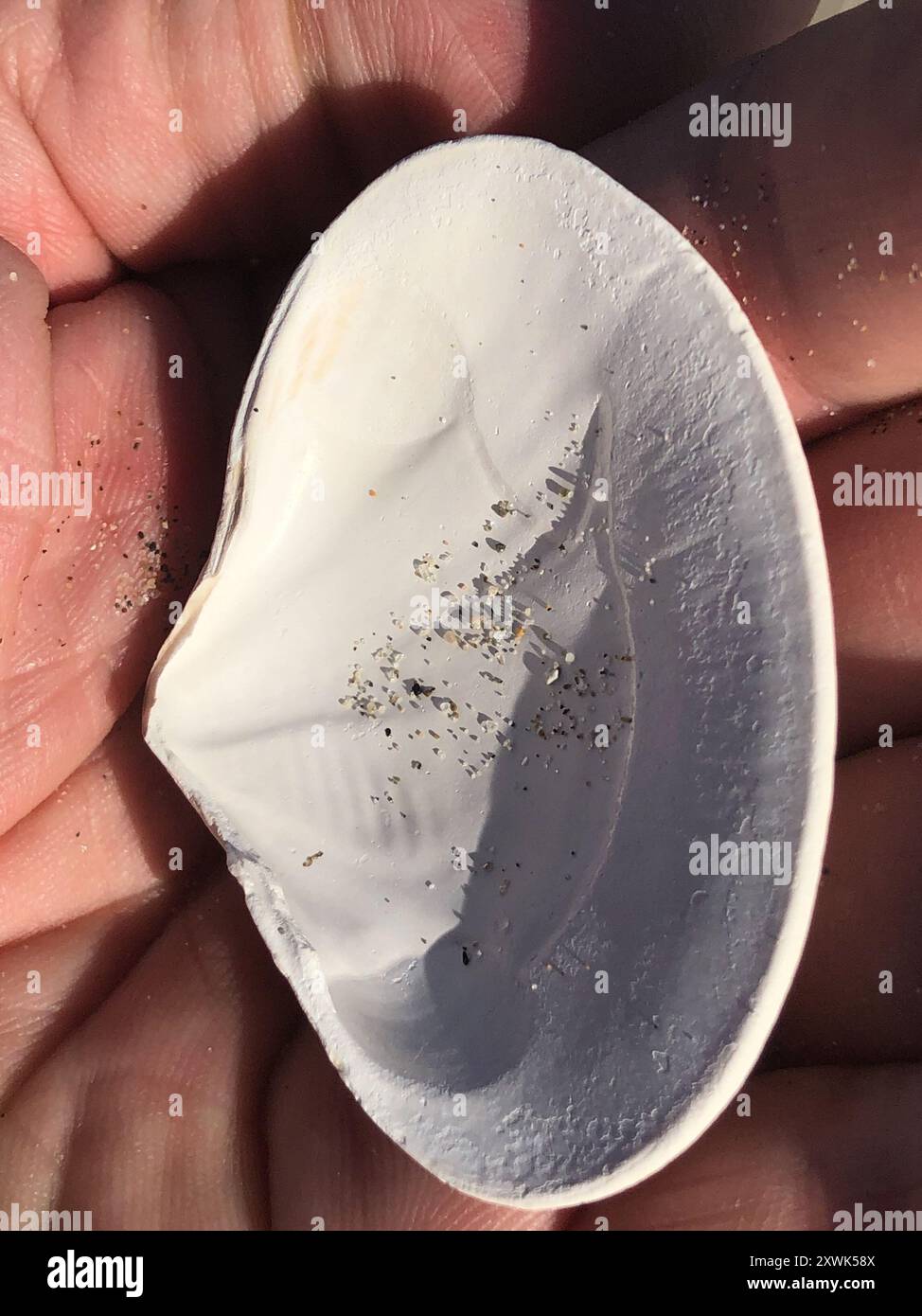 Pismo Clam (Tivela stultorum) Mollusca Stock Photo - Alamy