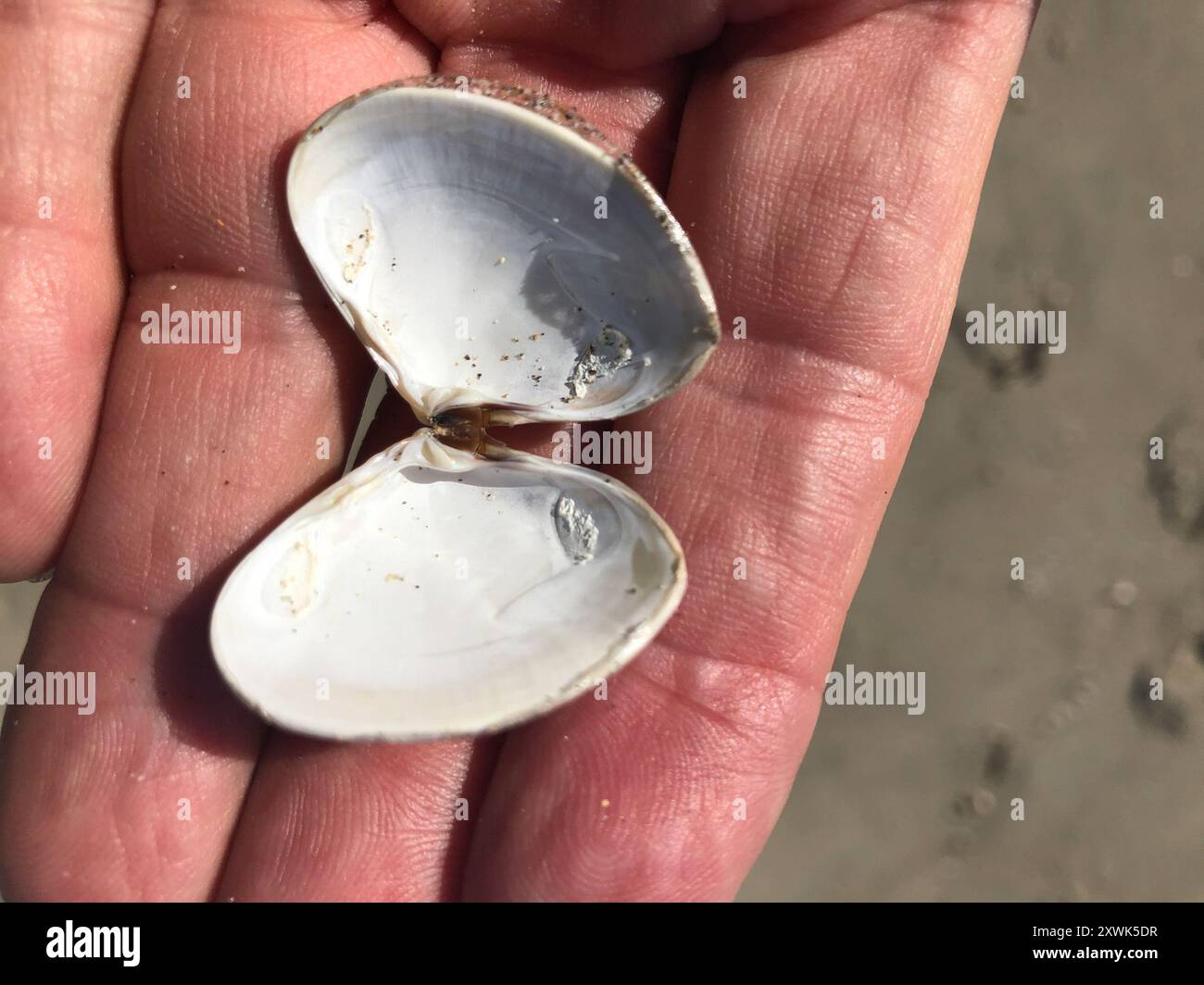 Pismo Clam (Tivela stultorum) Mollusca Stock Photo - Alamy