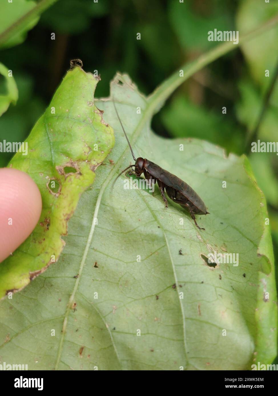 Cockroaches and Termites (Blattodea) Insecta Stock Photo - Alamy