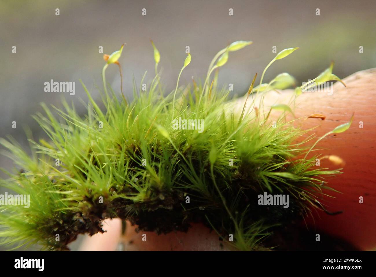 Silky Forklet-moss (Dicranella heteromalla) Plantae Stock Photo - Alamy