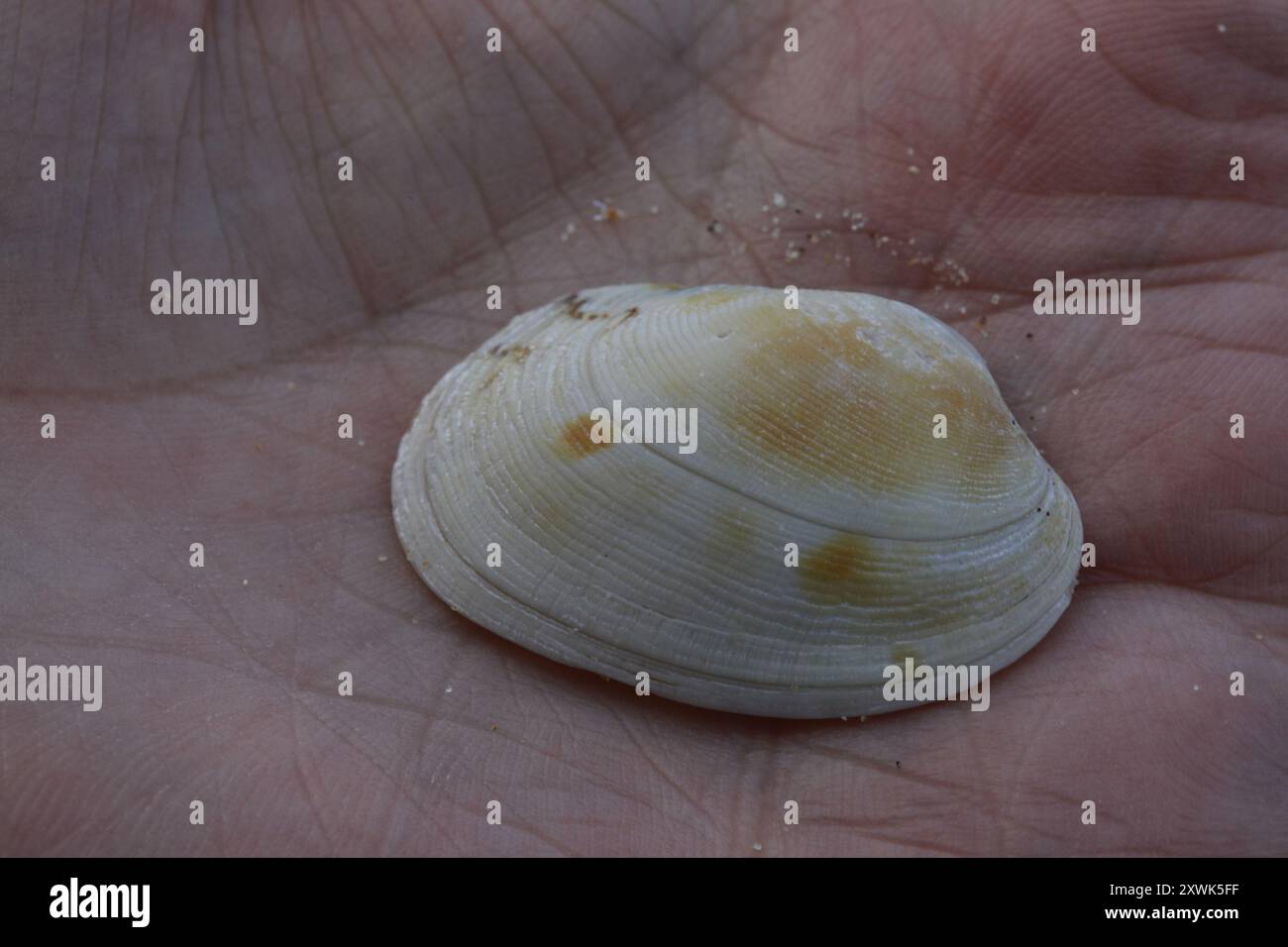Pullet Carpet Shell (Venerupis corrugata) Mollusca Stock Photo - Alamy