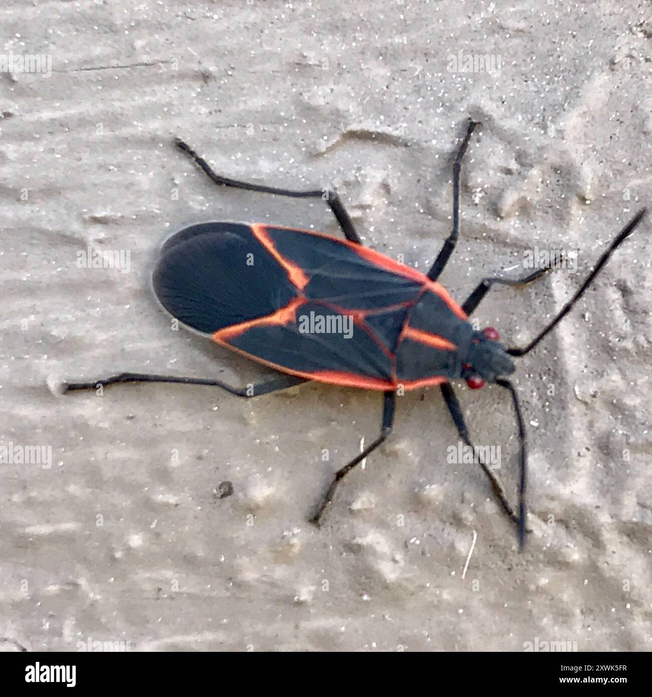 Eastern Boxelder Bug (Boisea trivittata) Insecta Stock Photo - Alamy