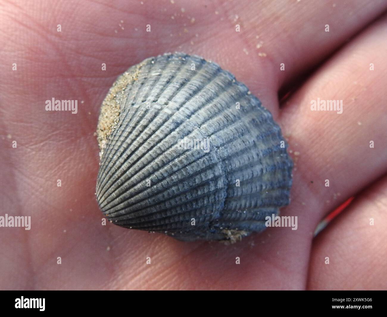 Common Cockle (Cerastoderma edule) Mollusca Stock Photo - Alamy