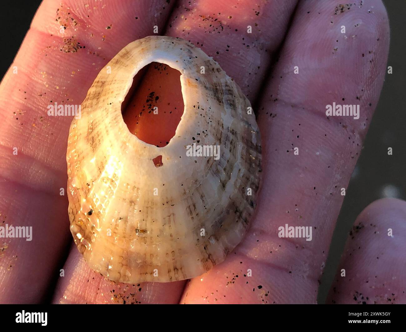 Rough keyhole limpet hi-res stock photography and images - Alamy