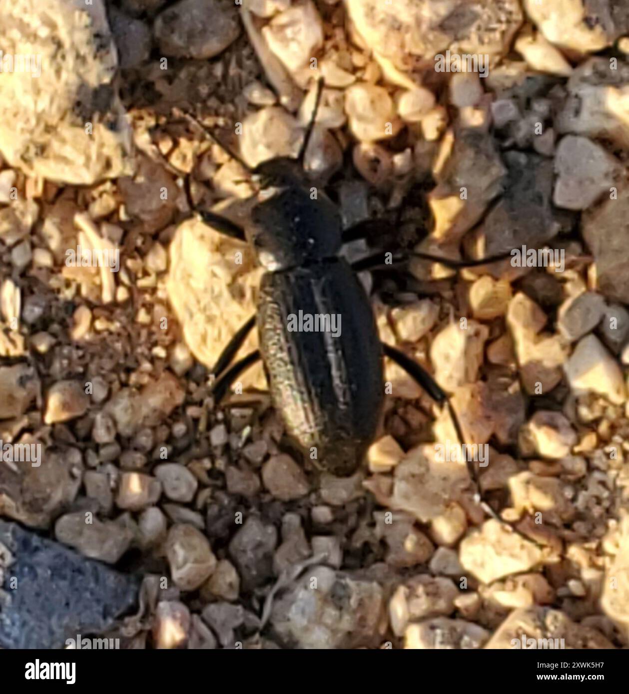 Desert Stink Beetles (Eleodes) Insecta Stock Photo - Alamy