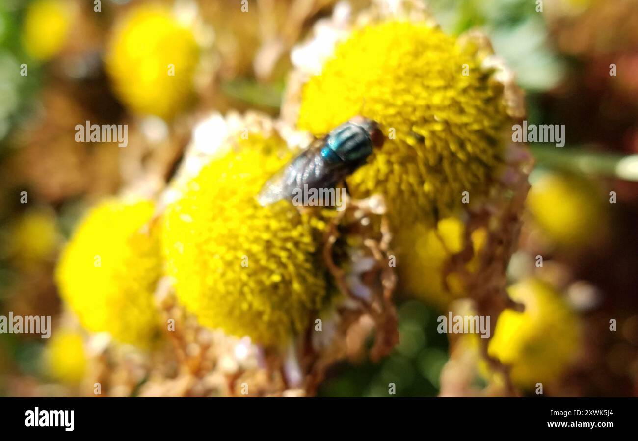 Secondary Screwworm Fly (Cochliomyia macellaria) Insecta Stock Photo ...