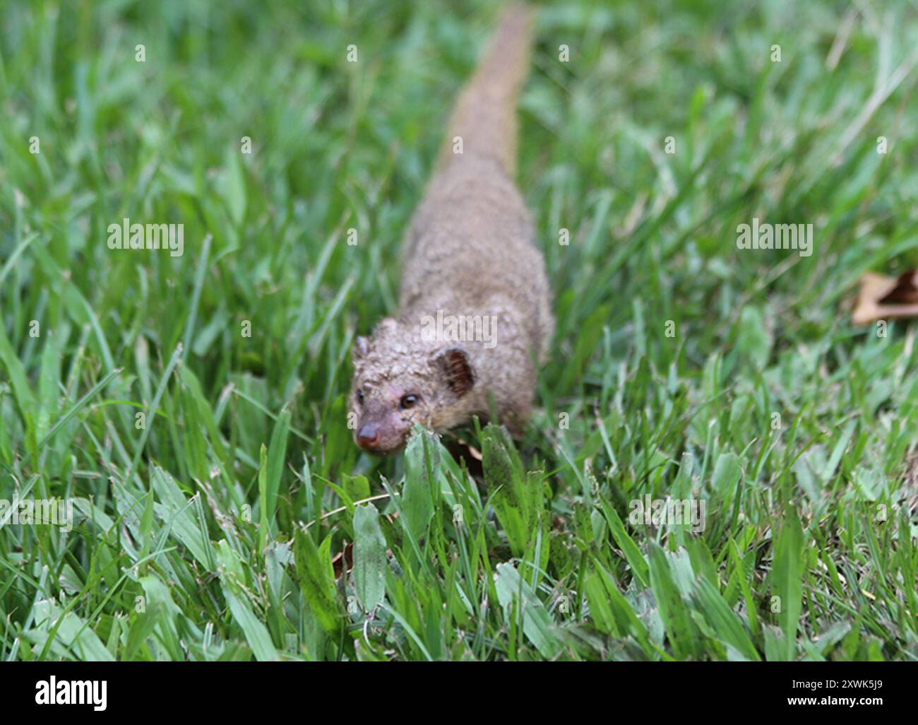 Small Indian Mongoose (Urva auropunctata) Mammalia Stock Photo - Alamy