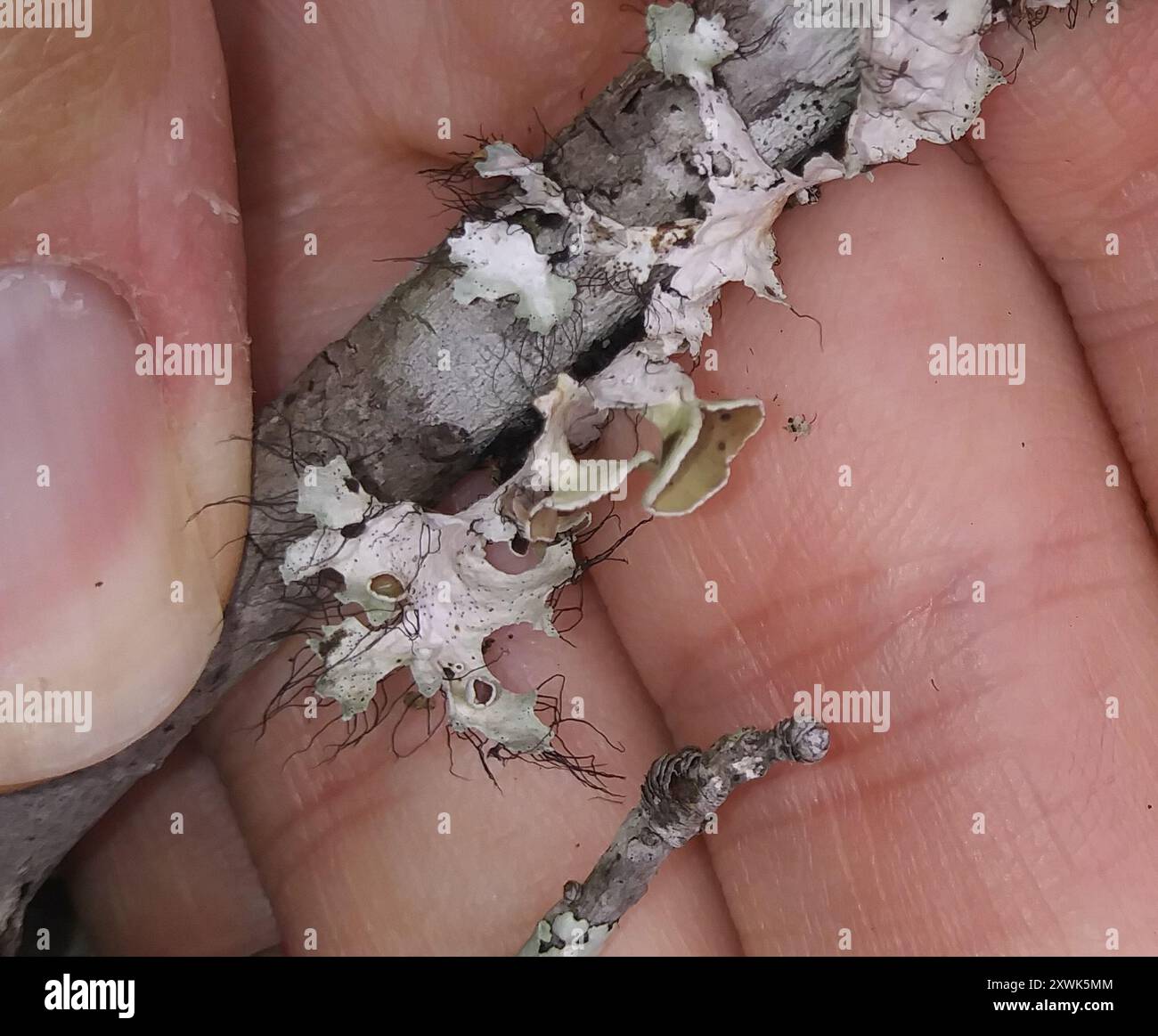 perforated ruffle lichen (Parmotrema perforatum) Fungi Stock Photo - Alamy