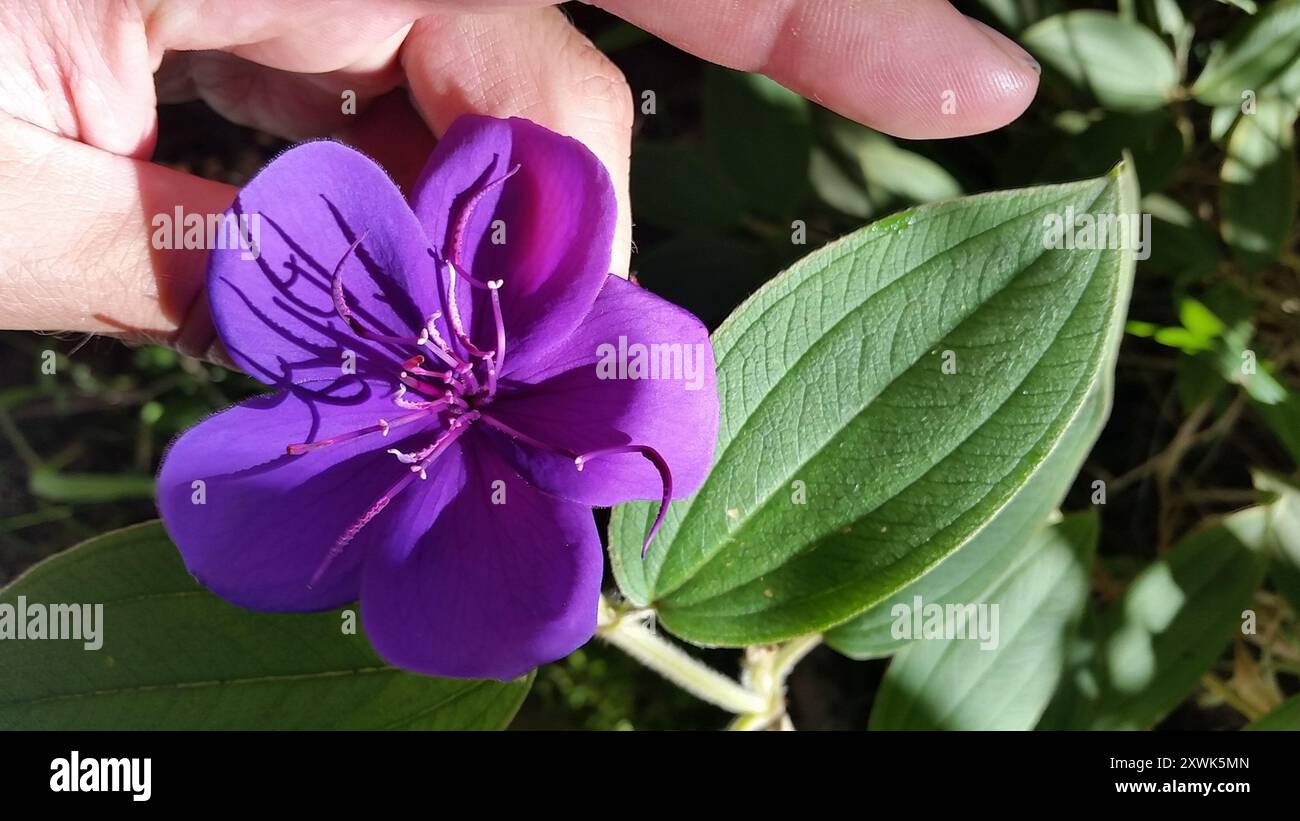 Glory bush (Pleroma urvilleanum) Plantae Stock Photo - Alamy