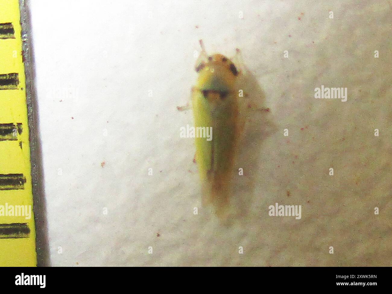 Typical Leafhoppers (Cicadellidae) Insecta Stock Photo - Alamy