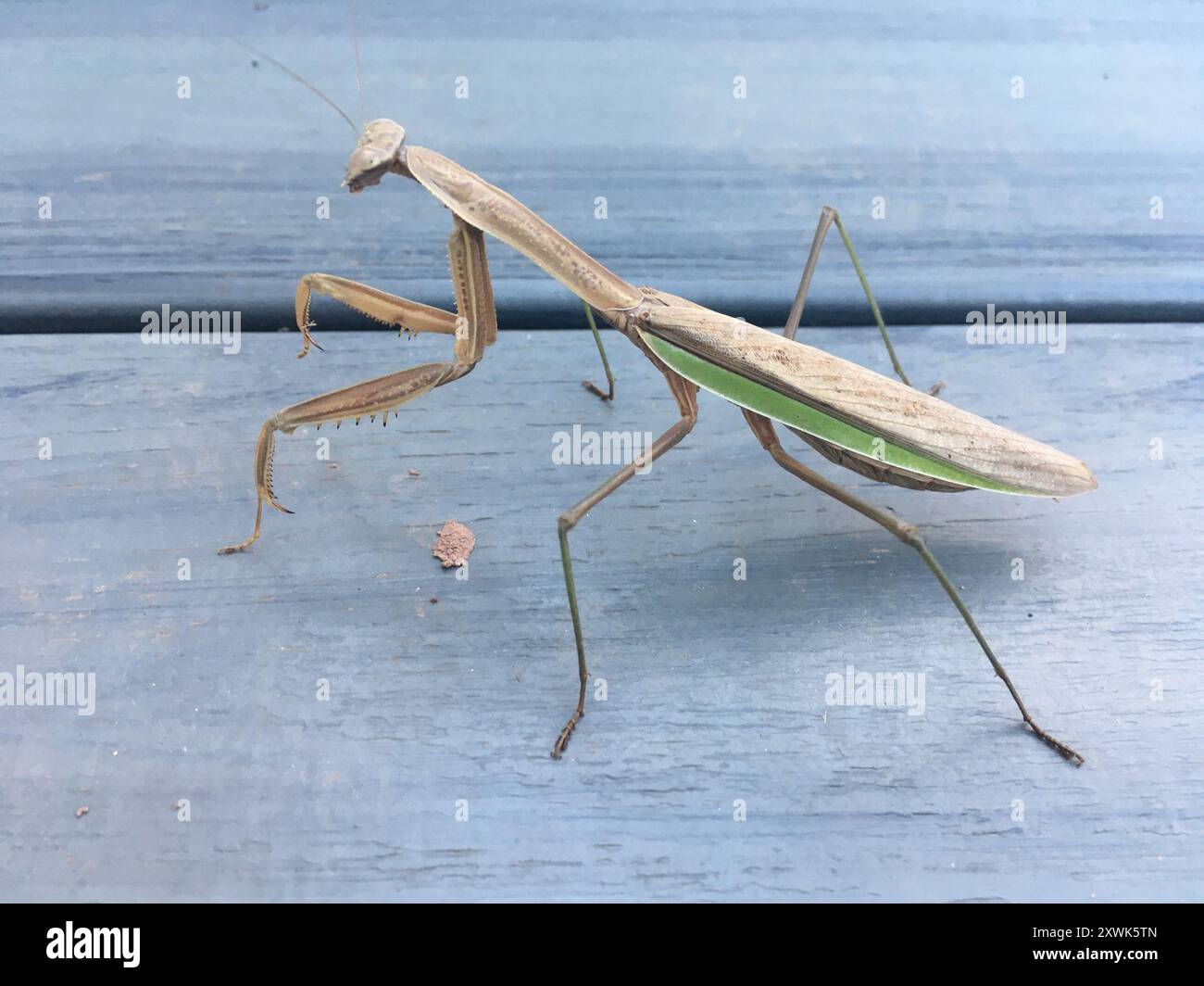 Chinese Mantis (Tenodera sinensis) Insecta Stock Photo - Alamy
