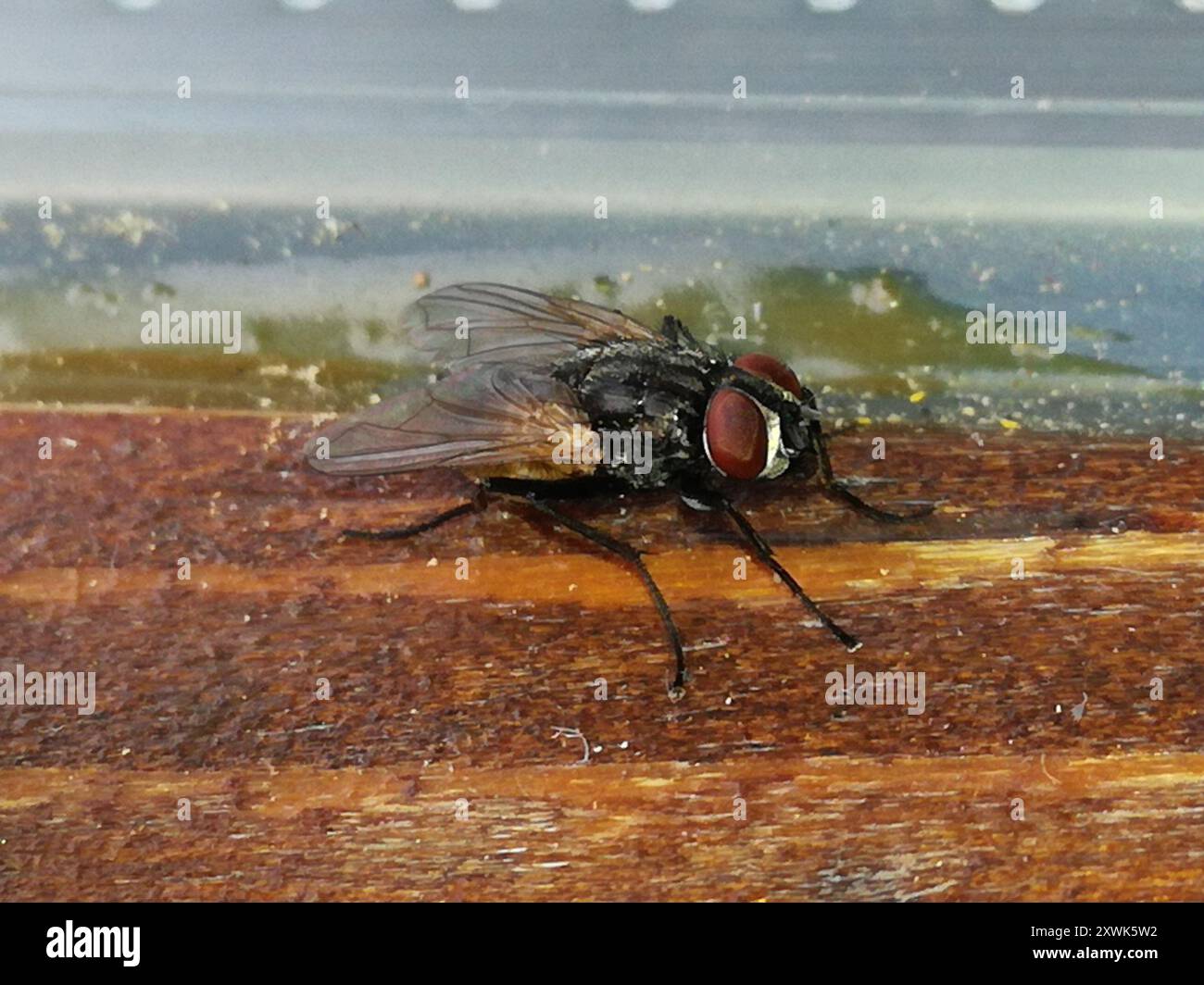 Common House Fly (Musca domestica) Insecta Stock Photo - Alamy