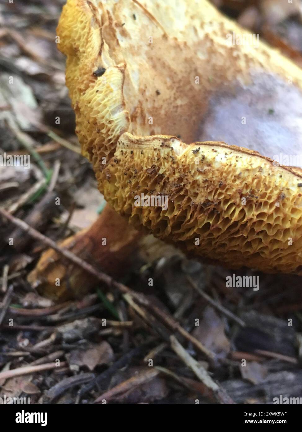 Red-cracking Bolete (Xerocomellus chrysenteron) Fungi Stock Photo - Alamy