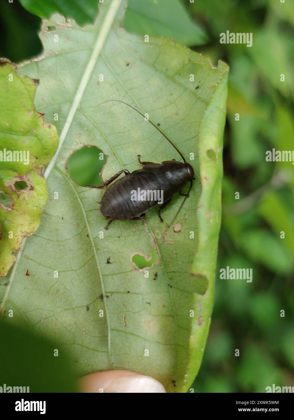 Cockroaches and Termites (Blattodea) Insecta Stock Photo - Alamy