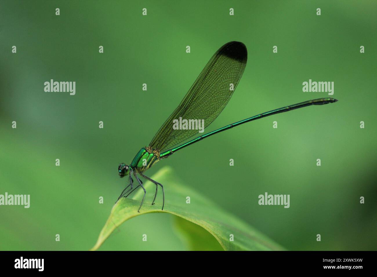 Vestalis apicalis hi-res stock photography and images - Alamy
