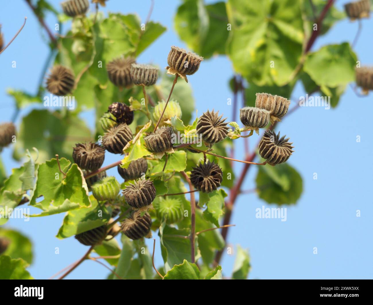 Indian Mallow (Abutilon indicum) Plantae Stock Photo - Alamy