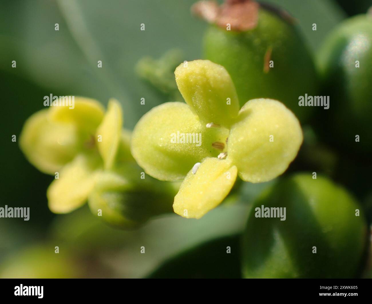 Bootlace Plant (Wikstroemia indica) Plantae Stock Photo - Alamy