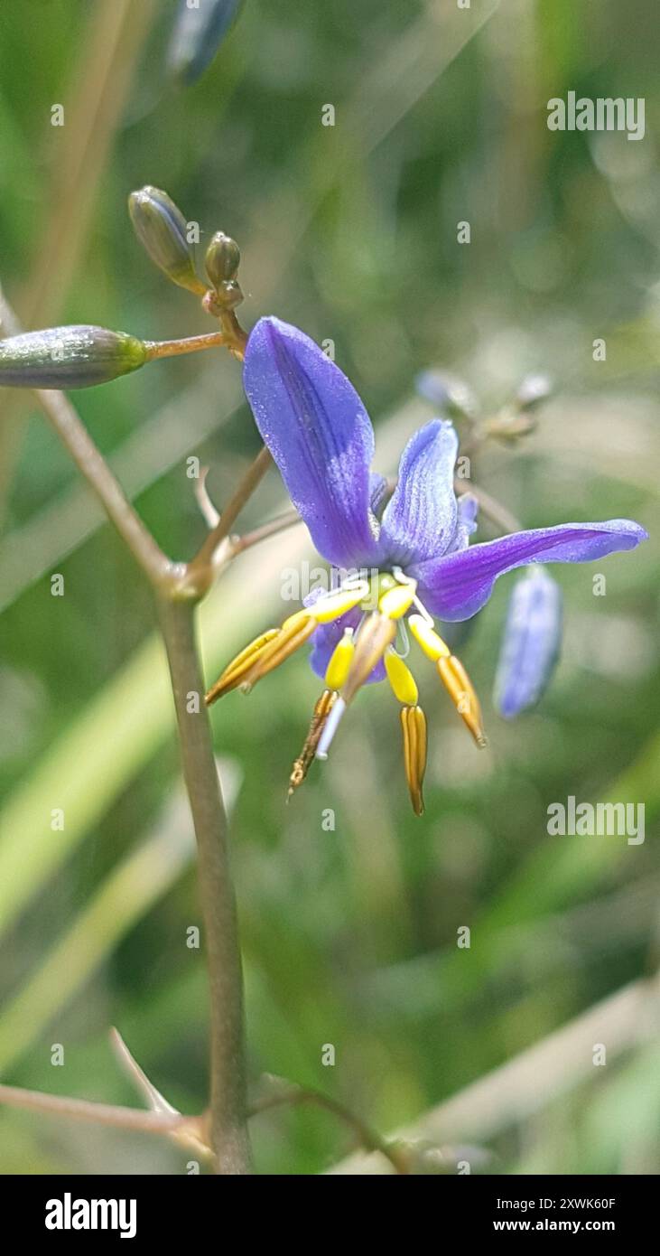 Blueberry Lily (Dianella revoluta) Plantae Stock Photo - Alamy
