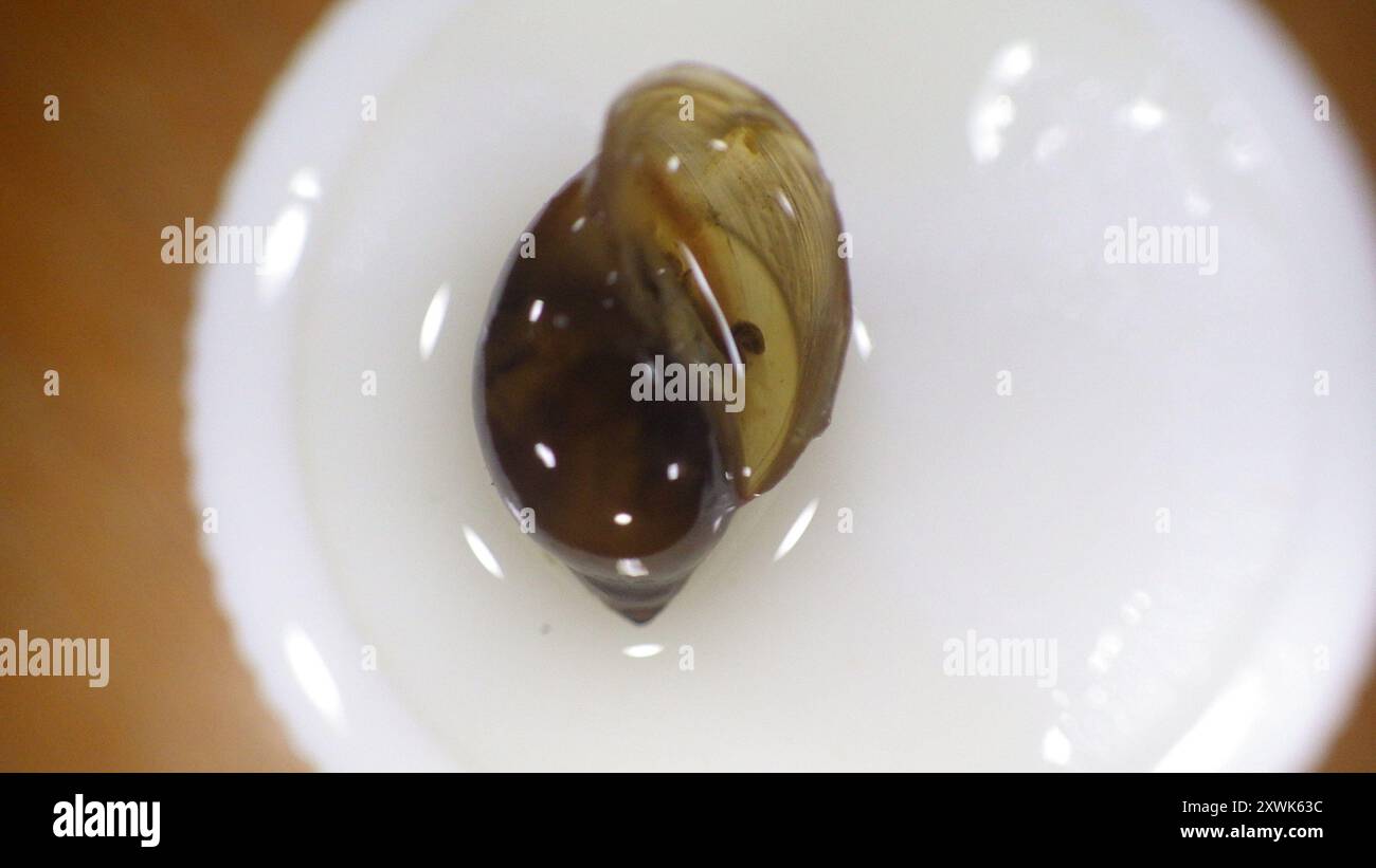 Bladder Snails (Physidae) Mollusca Stock Photo - Alamy