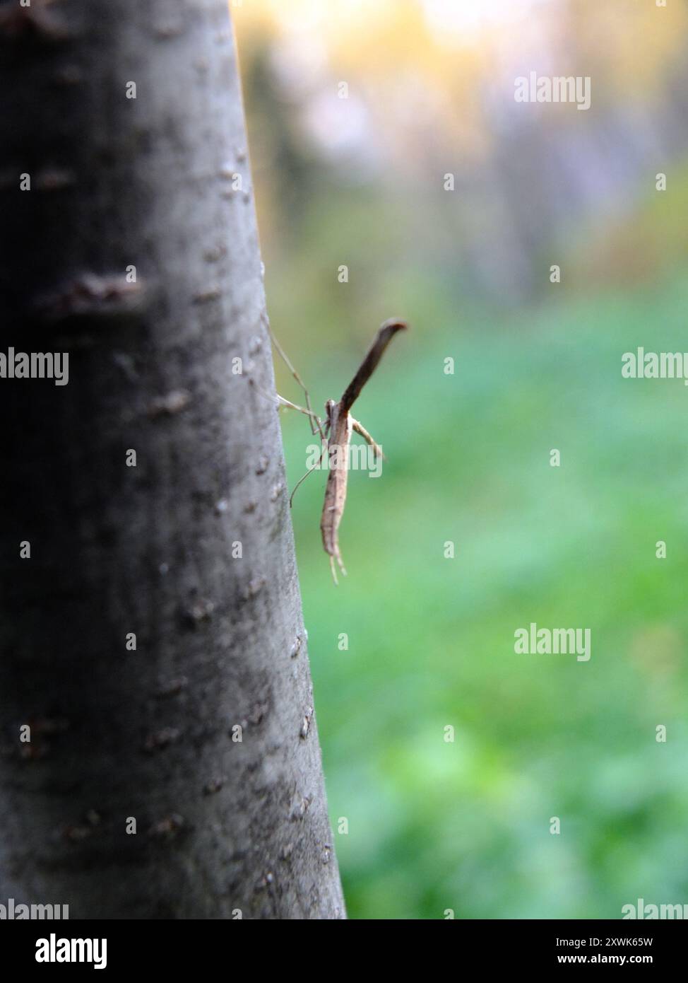 Morning-glory Plume Moth (Emmelina monodactyla) Insecta Stock Photo - Alamy