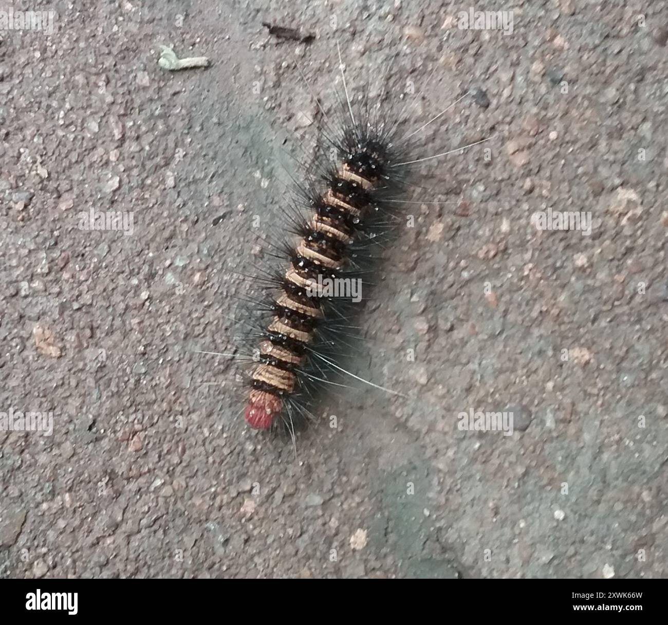 Spilosoma insecta hi-res stock photography and images - Alamy