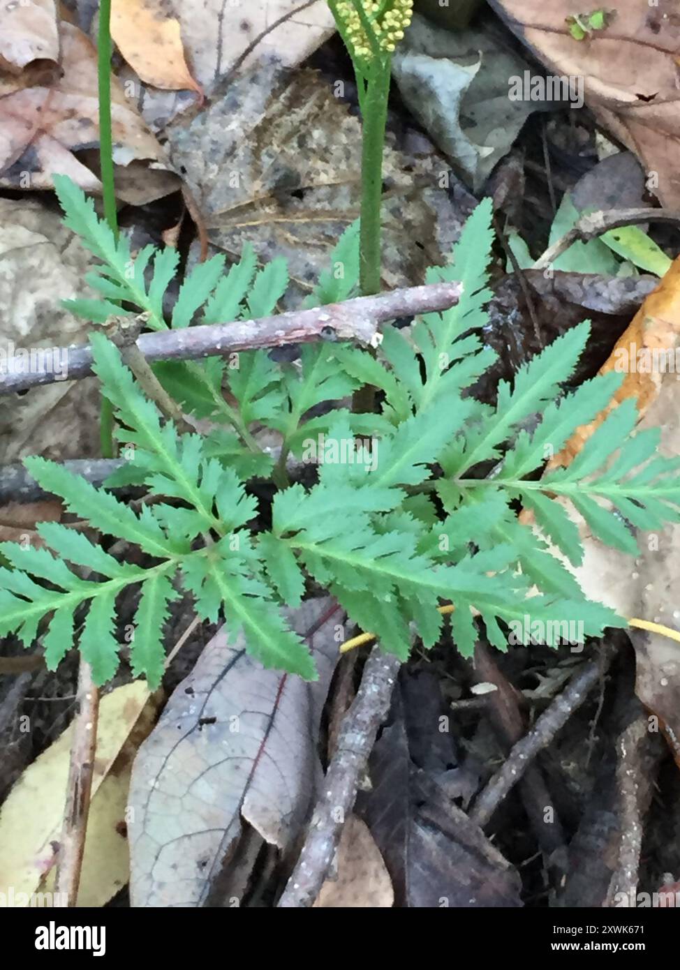 Cutleaf Grapefern (Sceptridium dissectum) Plantae Stock Photo - Alamy
