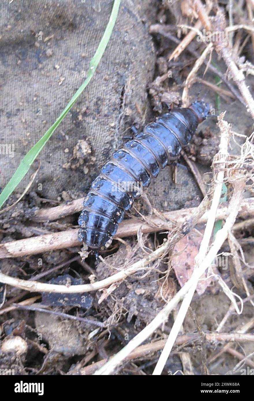 Worm and Slug Hunters (Carabus) Insecta Stock Photo - Alamy