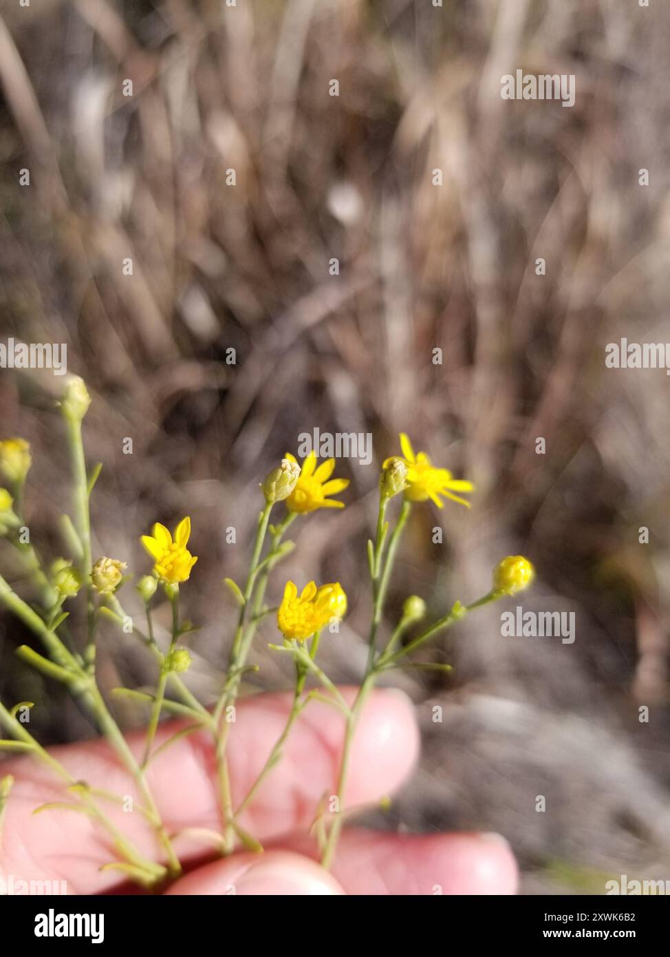 prairie broomweed (Amphiachyris dracunculoides) Plantae Stock Photo - Alamy