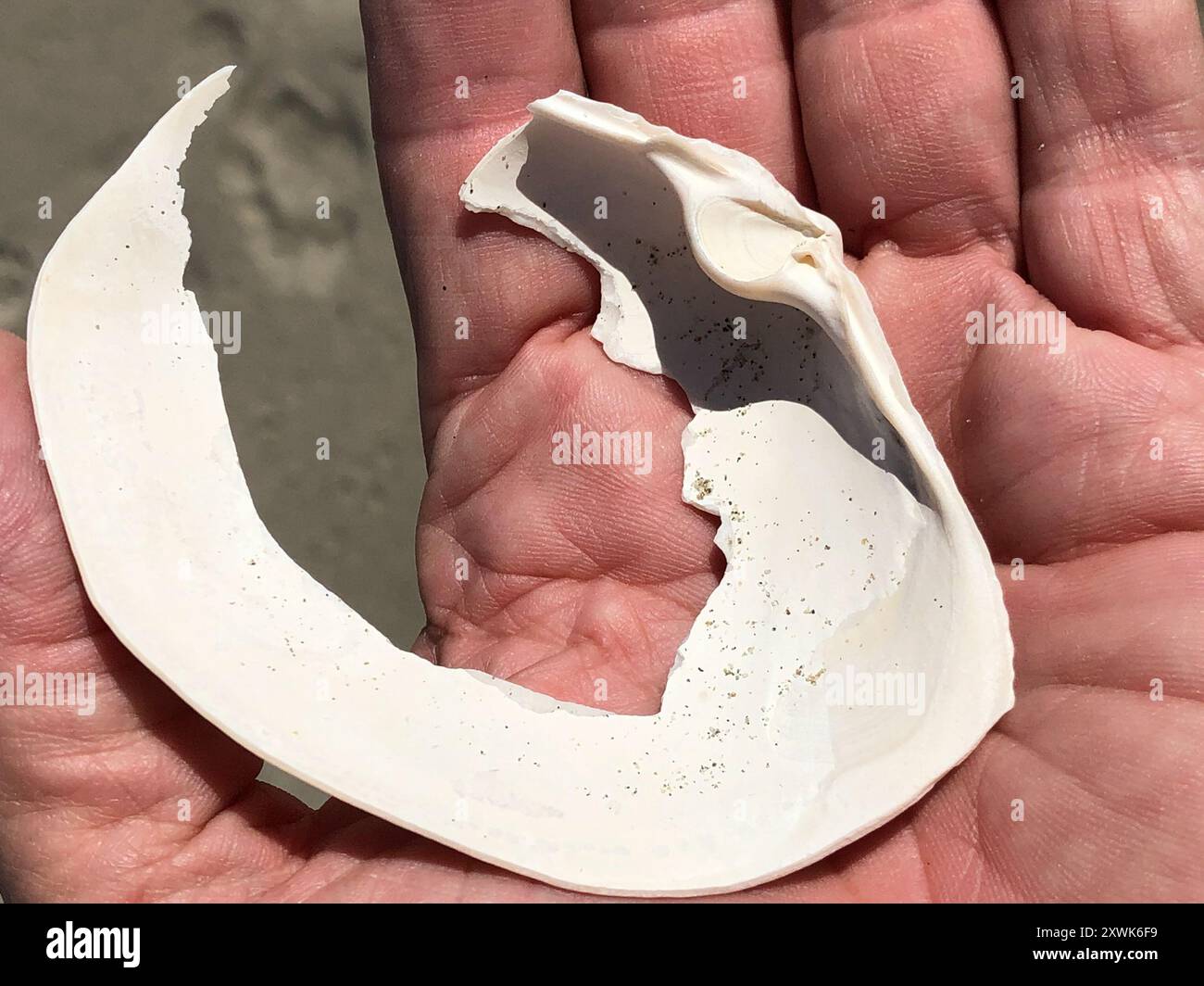 Trough shells hi-res stock photography and images - Alamy