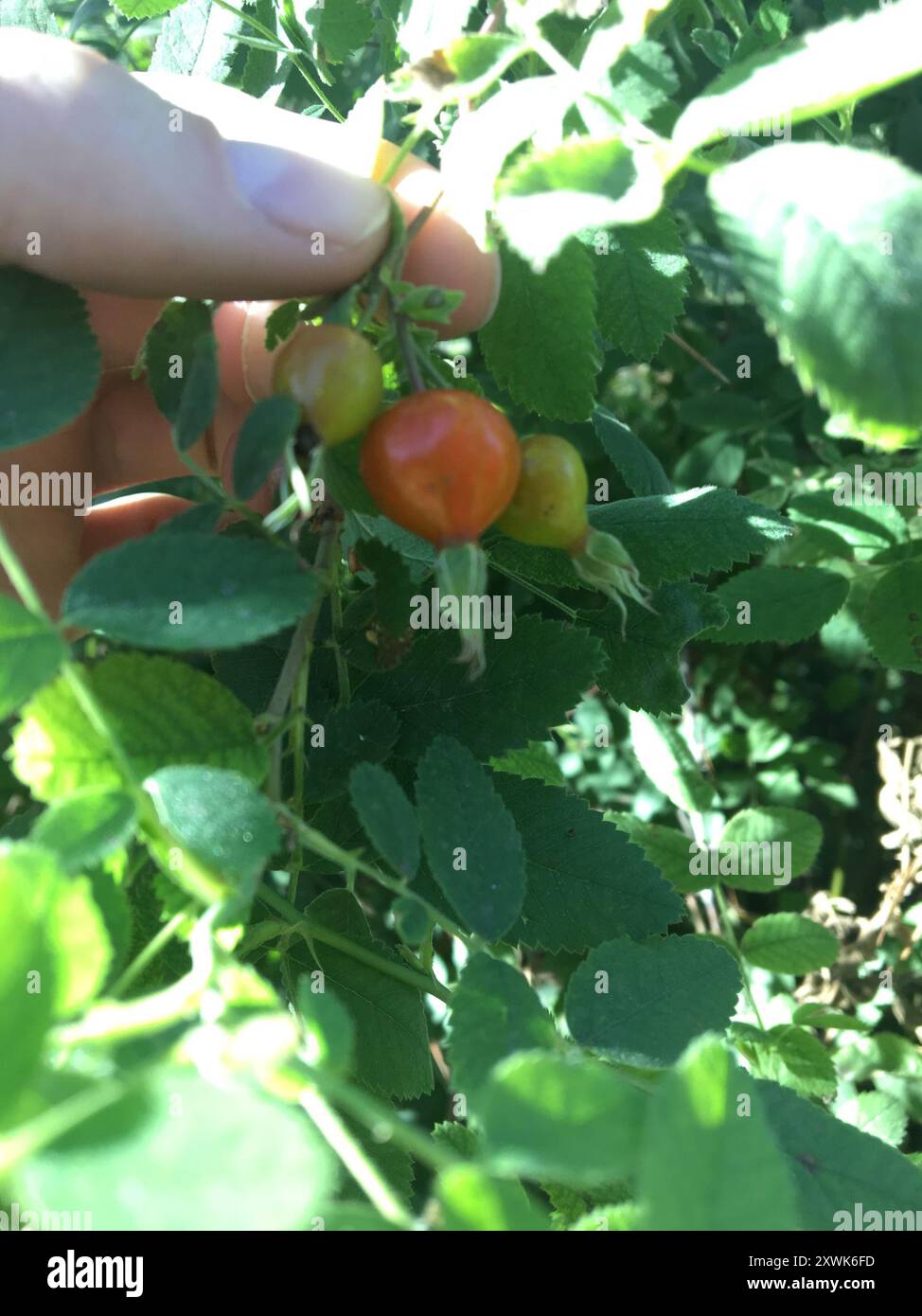California Wild Rose (Rosa californica) Plantae Stock Photo - Alamy