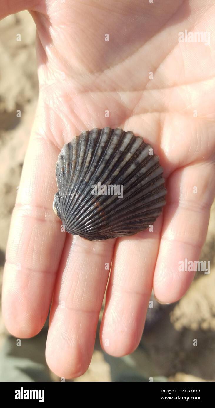 Argopecten hi-res stock photography and images - Alamy