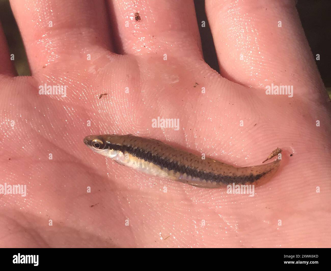 Blackstripe Topminnow (Fundulus notatus) Actinopterygii Stock Photo - Alamy