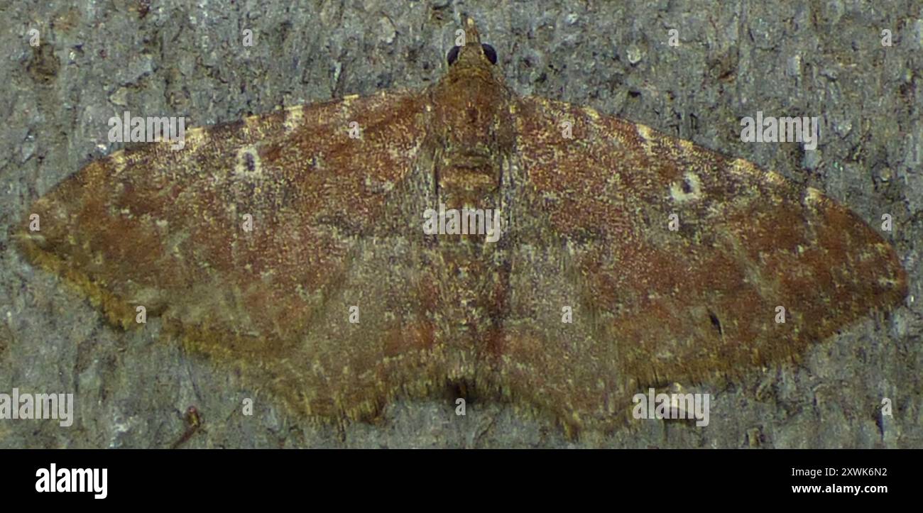 Gem Moth (Orthonama obstipata) Insecta Stock Photo - Alamy