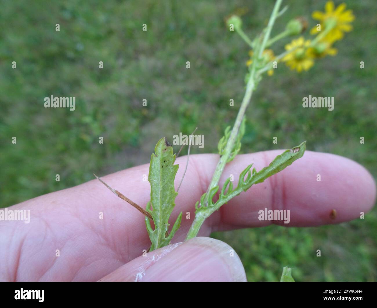 Marsh Ragwort (Jacobaea aquatica) Plantae Stock Photo - Alamy
