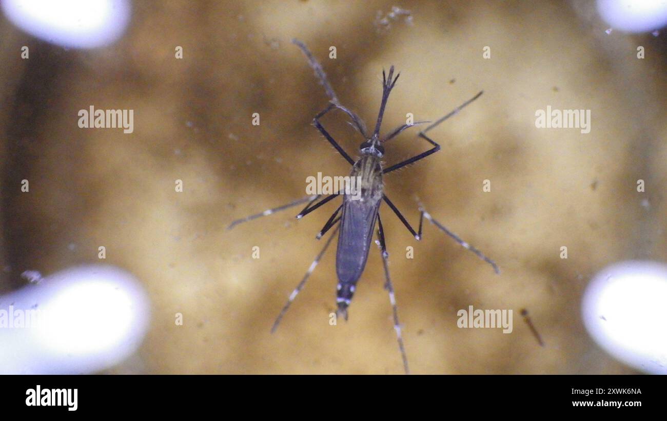 Aedes japonicus hi-res stock photography and images - Alamy