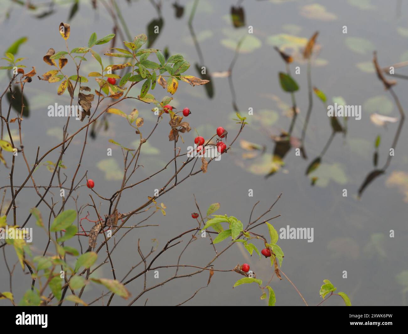 swamp rose (Rosa palustris) Plantae Stock Photo - Alamy