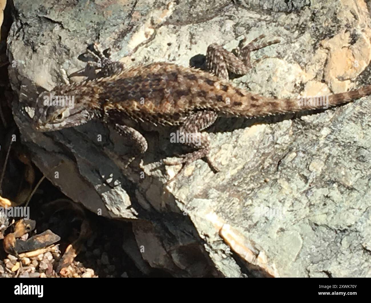 Desert Spiny Lizard (Sceloporus magister) Reptilia Stock Photo - Alamy
