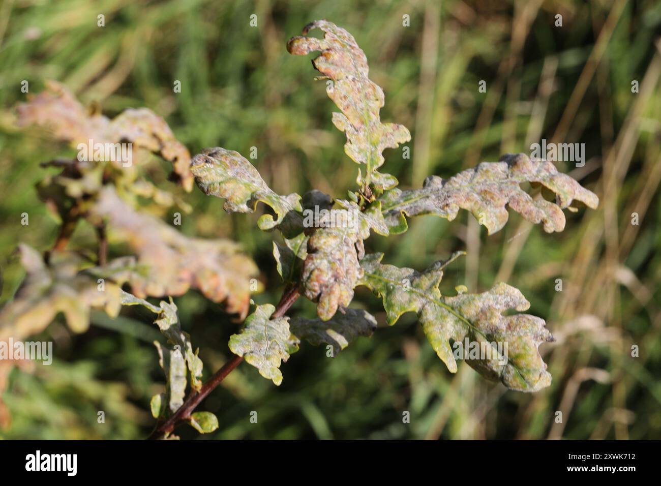 (Erysiphe alphitoides) Fungi Stock Photo - Alamy