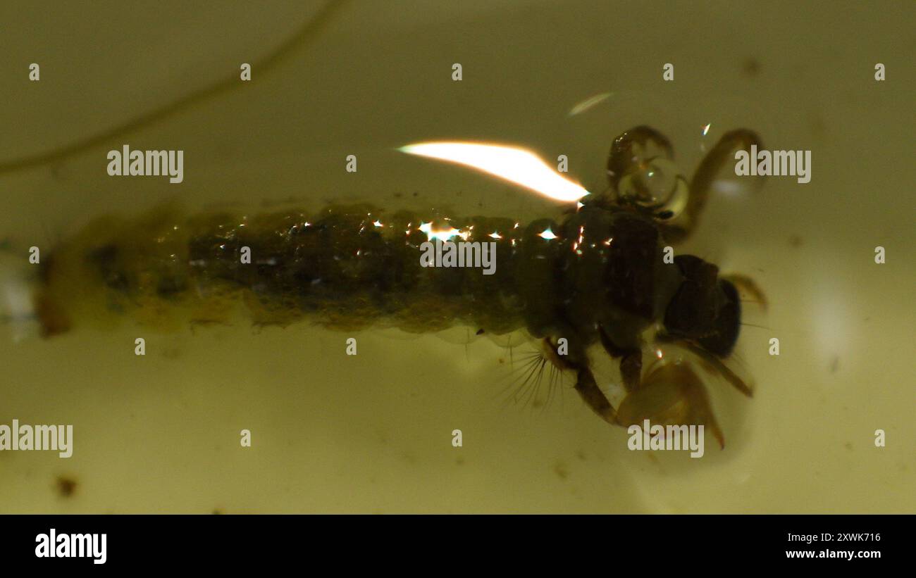 Grannom Caddisflies (Brachycentrus) Insecta Stock Photo - Alamy