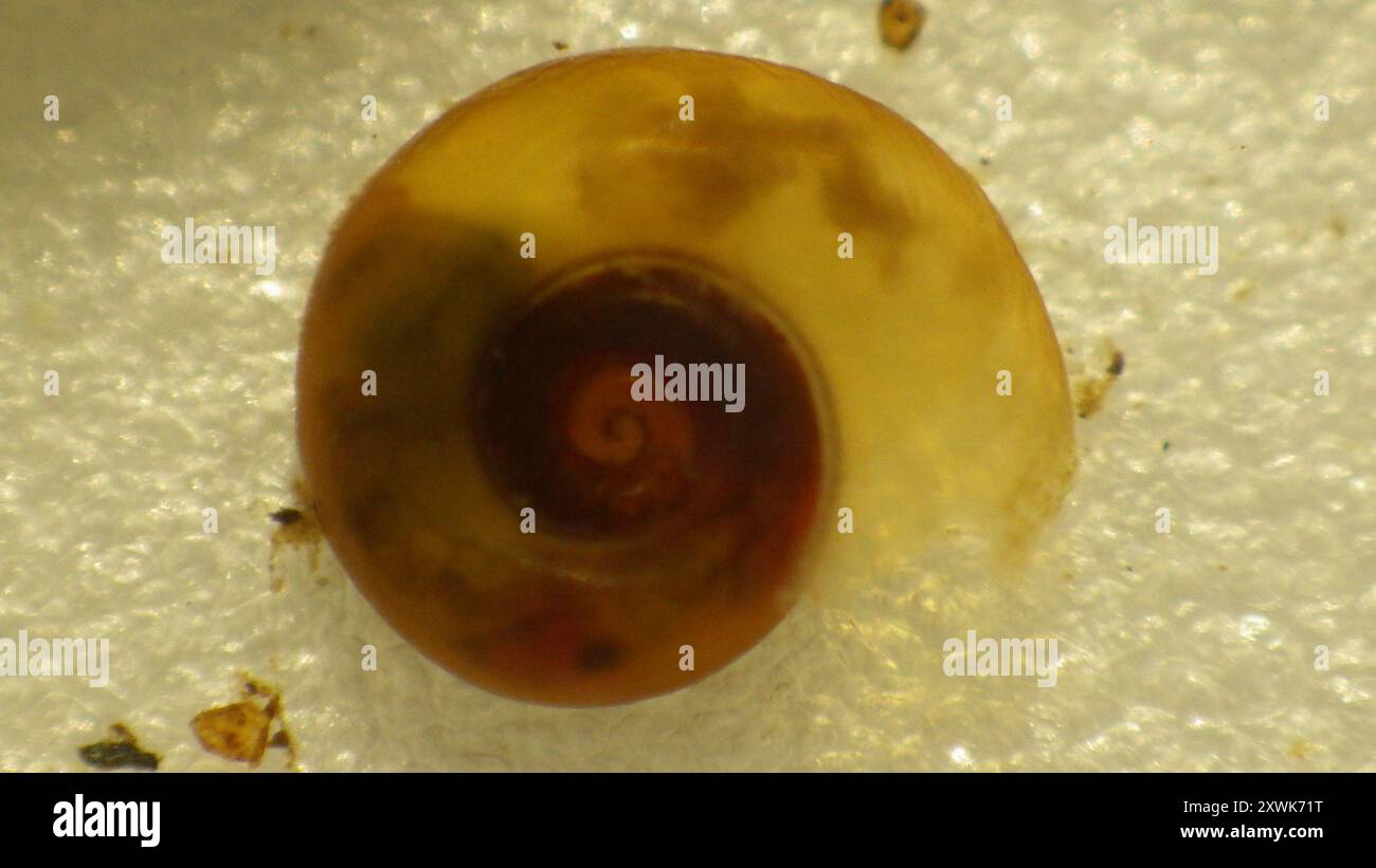 Ramshorn snails (Planorbidae) Mollusca Stock Photo - Alamy