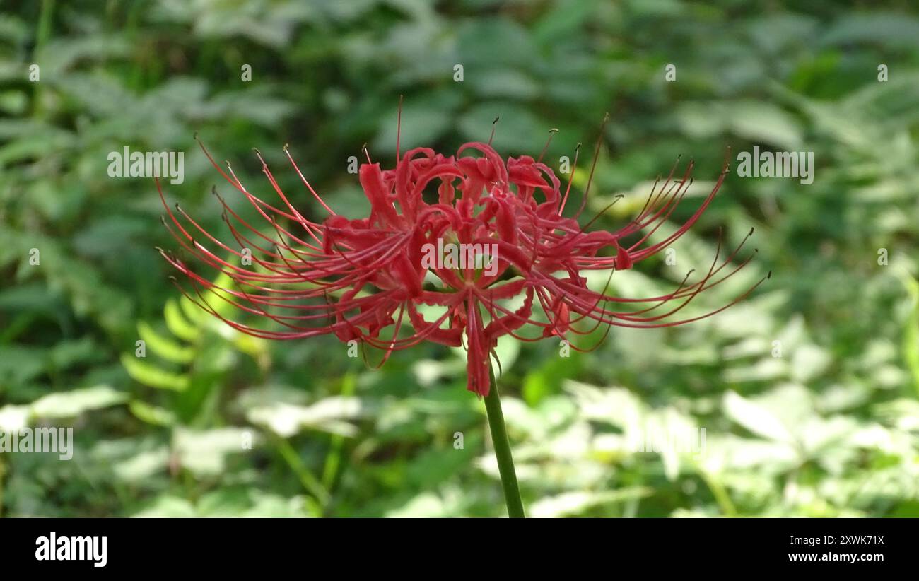 red spider lily (Lycoris radiata) Plantae Stock Photo - Alamy